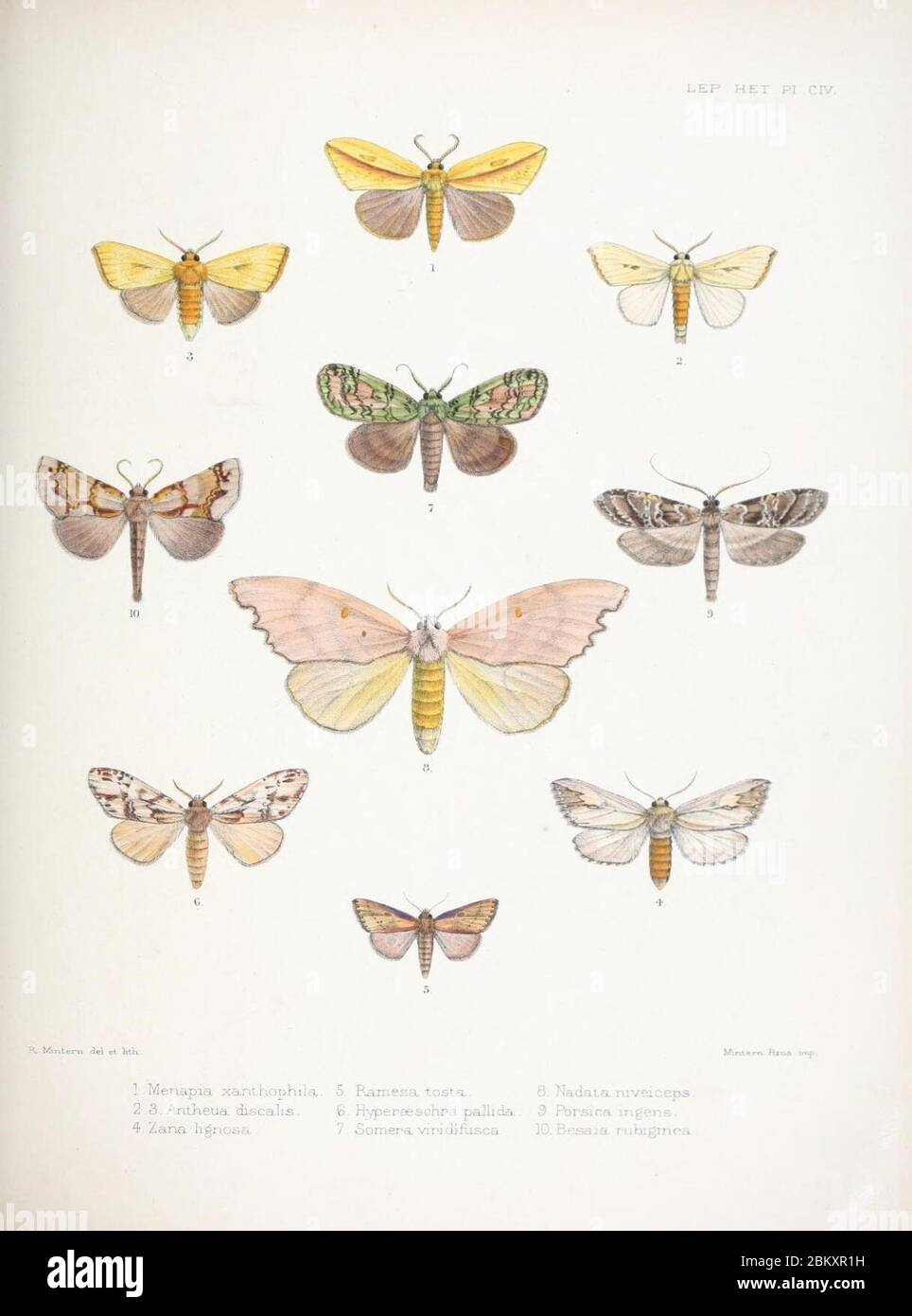Illustrations of typical specimens of Lepidoptera Heterocera Stock ...