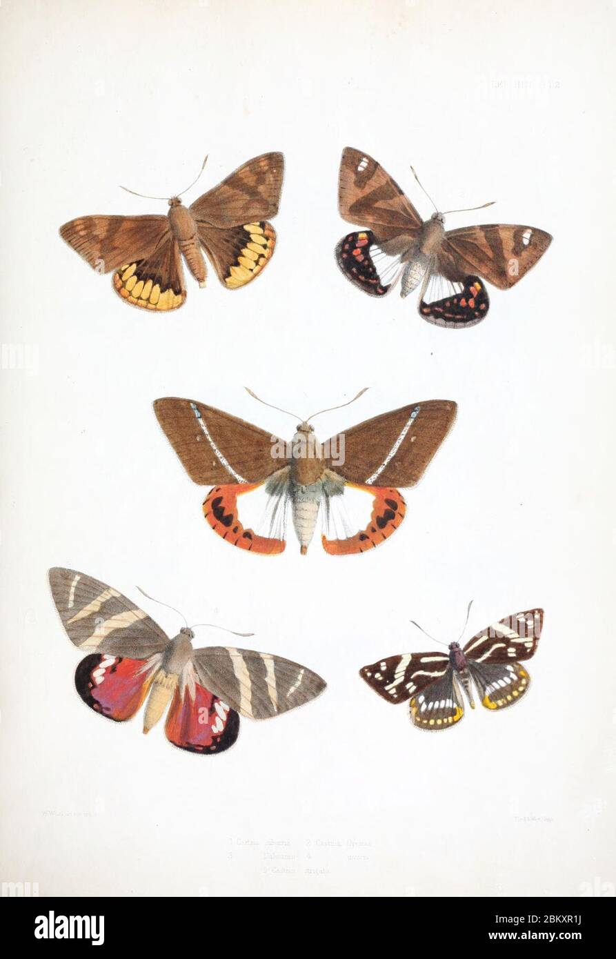 Illustrations of typical specimens of Lepidoptera Heterocera Stock ...