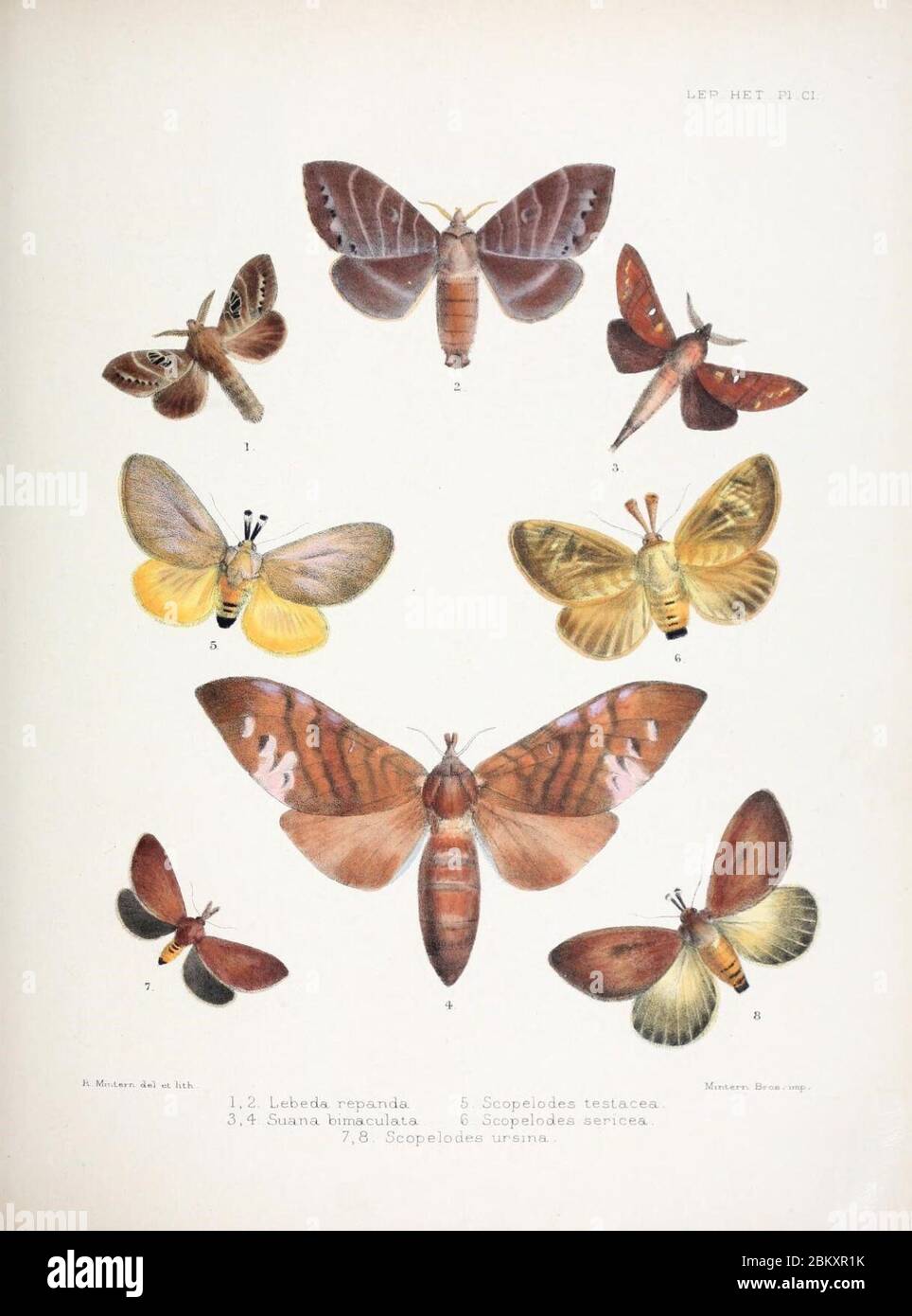 Illustrations of typical specimens of Lepidoptera Heterocera Stock ...