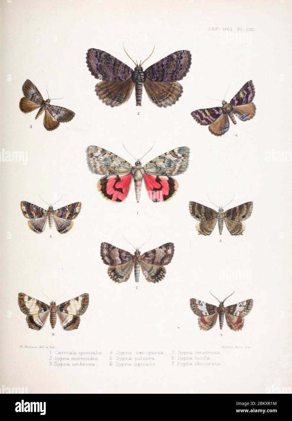 Illustrations of typical specimens of Lepidoptera Heterocera Stock ...