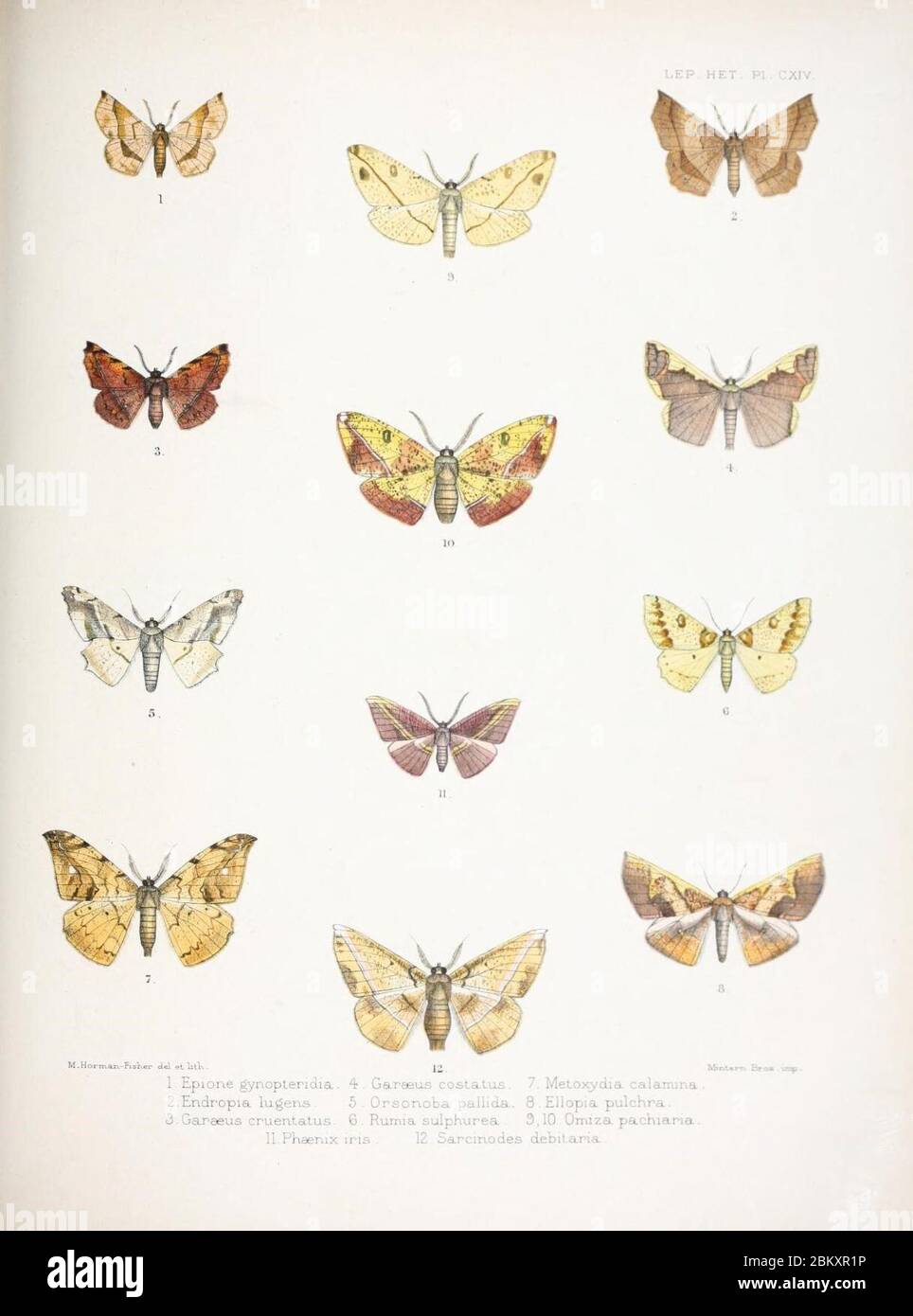 Illustrations of typical specimens of Lepidoptera Heterocera Stock ...