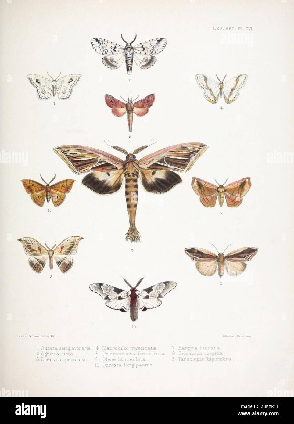Illustrations of typical specimens of Lepidoptera Heterocera Stock ...
