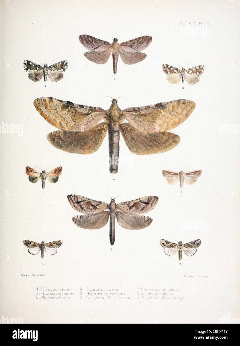 Illustrations of typical specimens of Lepidoptera Heterocera Stock ...