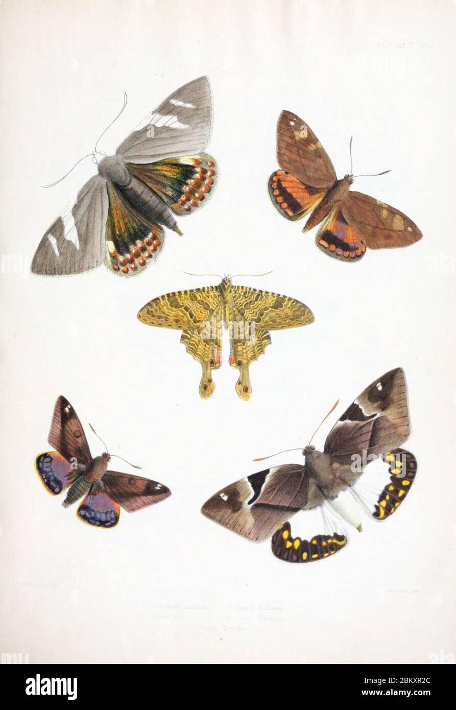 Illustrations typical specimens lepidoptera heterocera hi-res stock ...