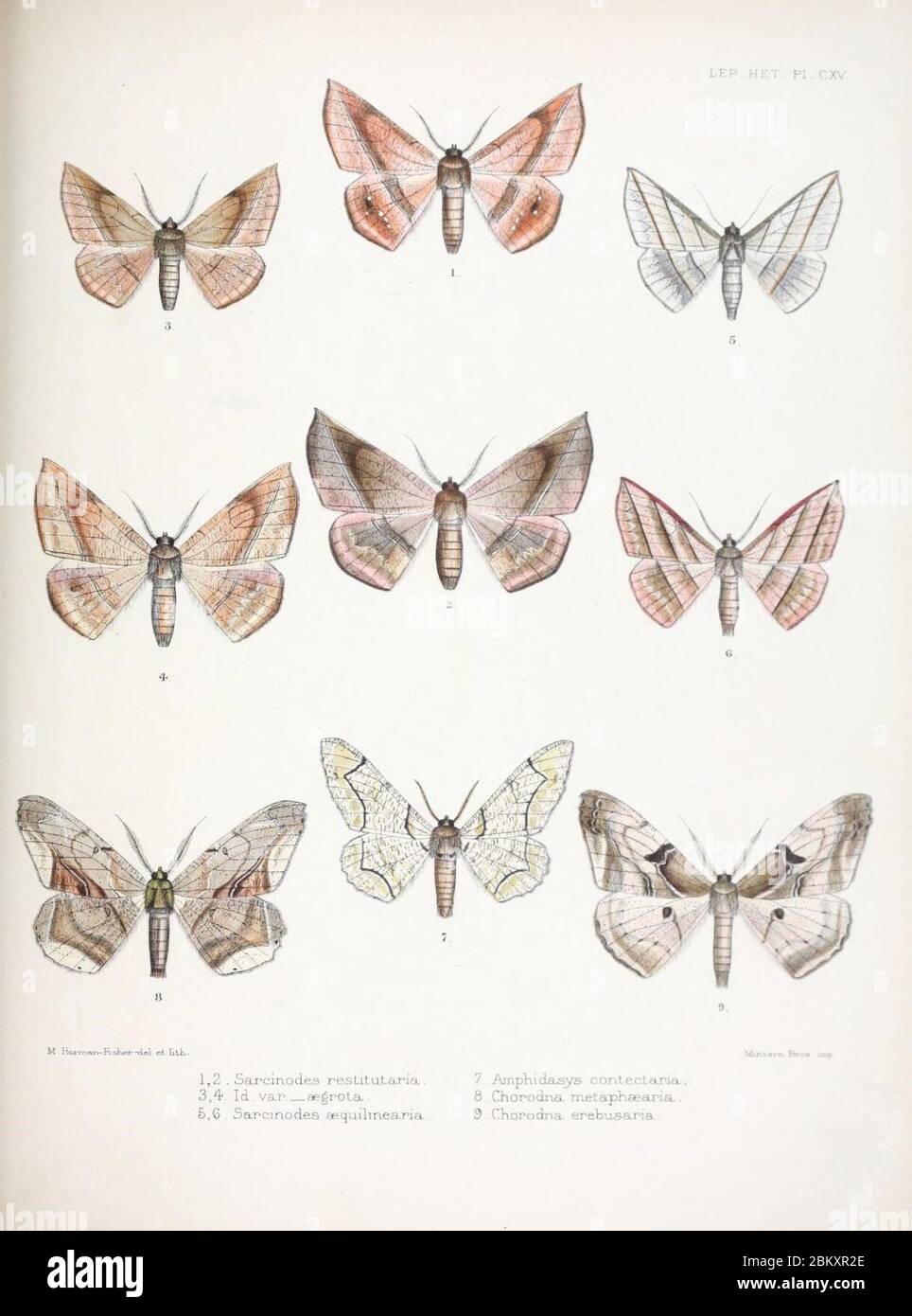 Illustrations of typical specimens of Lepidoptera Heterocera Stock ...
