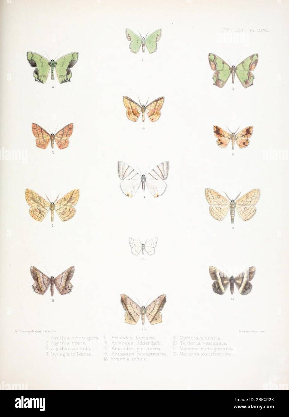 Illustrations of typical specimens of Lepidoptera Heterocera Stock ...