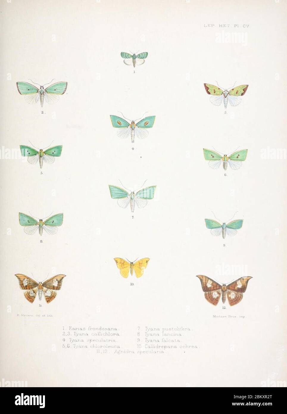 Illustrations of typical specimens of Lepidoptera Heterocera Stock ...