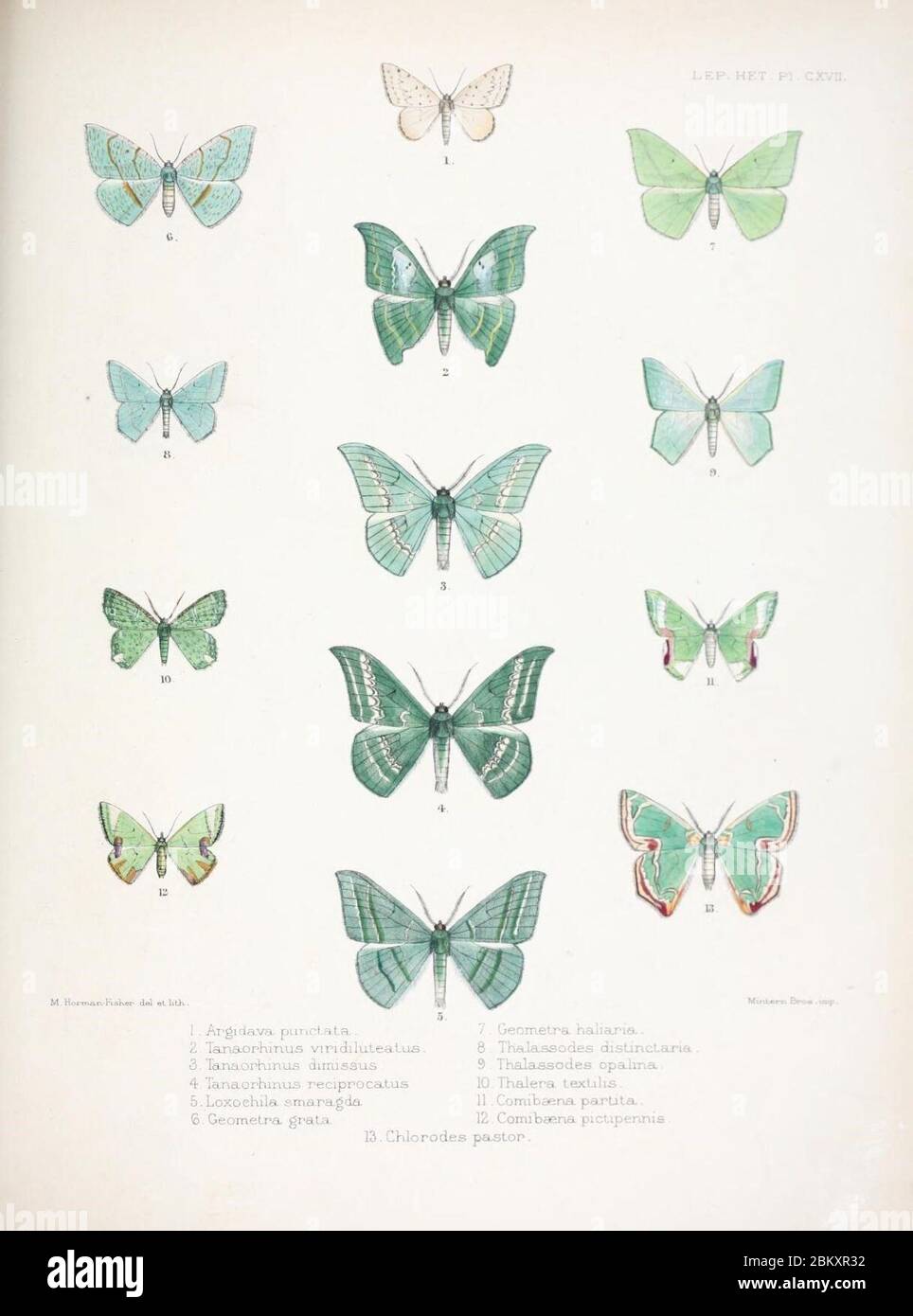 Illustrations of typical specimens of Lepidoptera Heterocera Stock ...