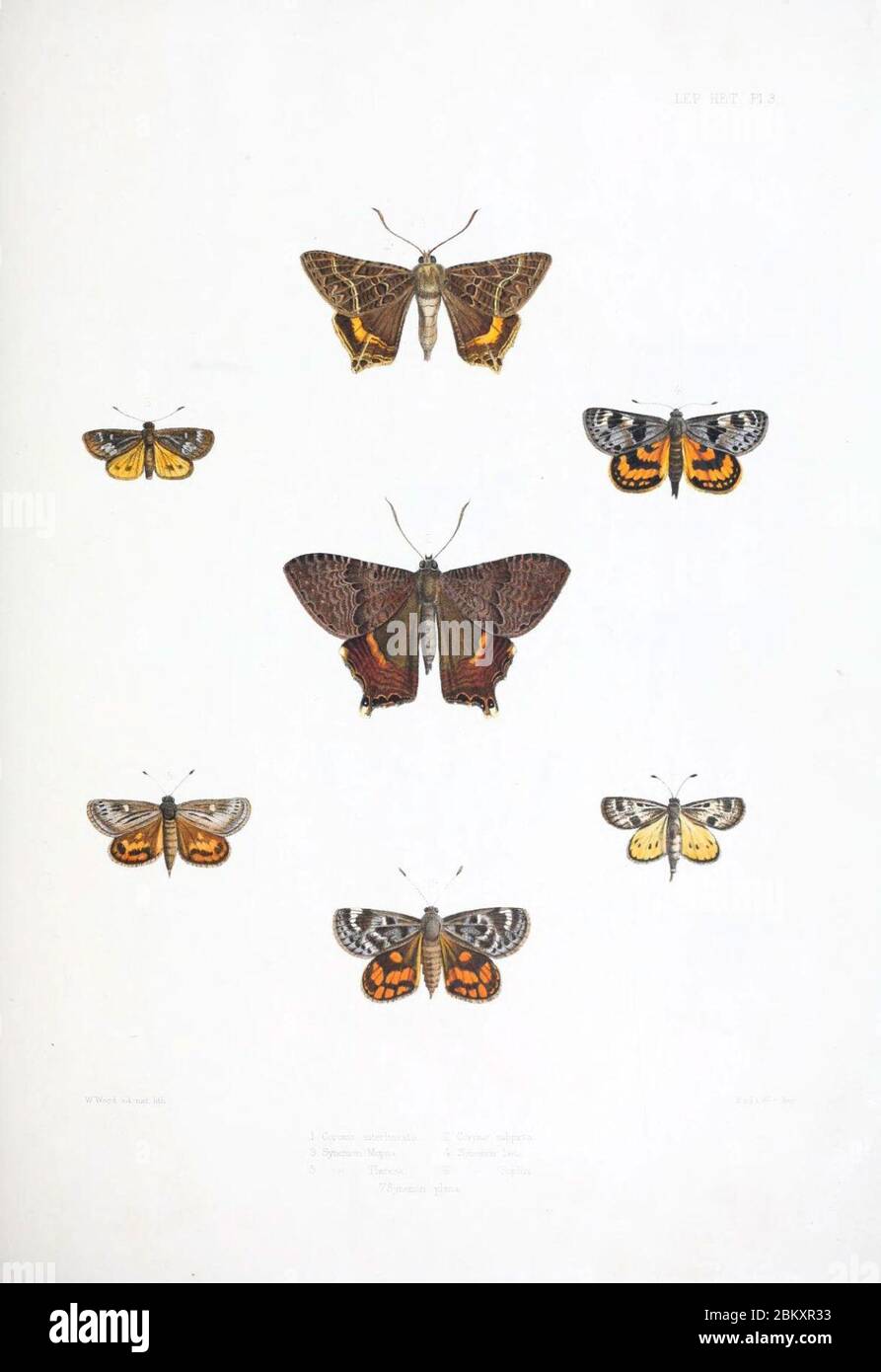 Illustrations of typical specimens of Lepidoptera Heterocera Stock ...