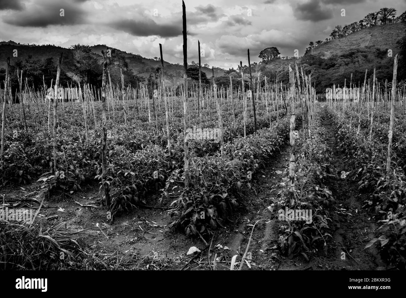 dramatic image of farm and agriculture fields in the high country of ...