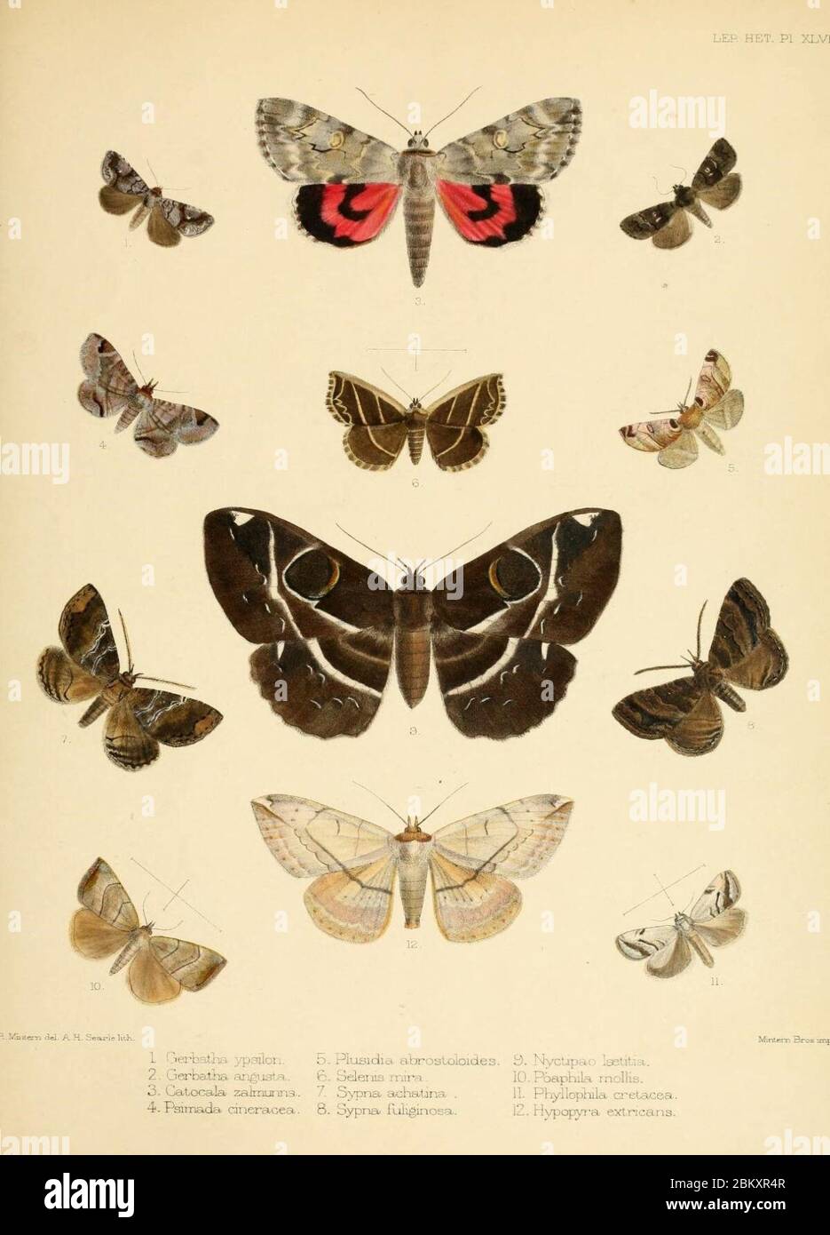 Illustrations of typical specimens of Lepidoptera Heterocera Stock ...