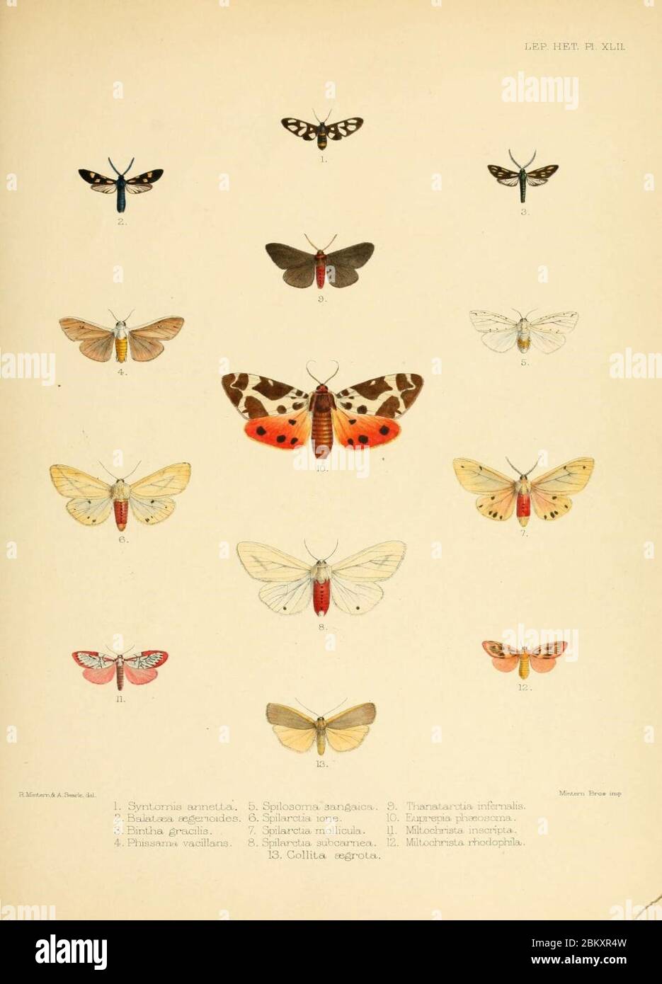 Illustrations of typical specimens of Lepidoptera Heterocera Stock ...