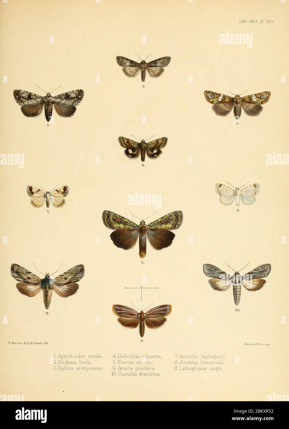 Illustrations of typical specimens of Lepidoptera Heterocera Stock ...