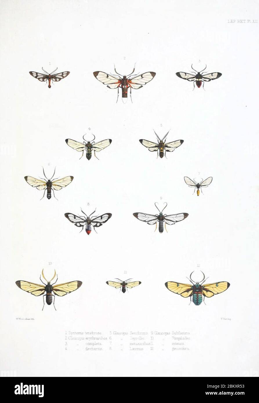 Illustrations typical specimens lepidoptera heterocera hi-res stock ...