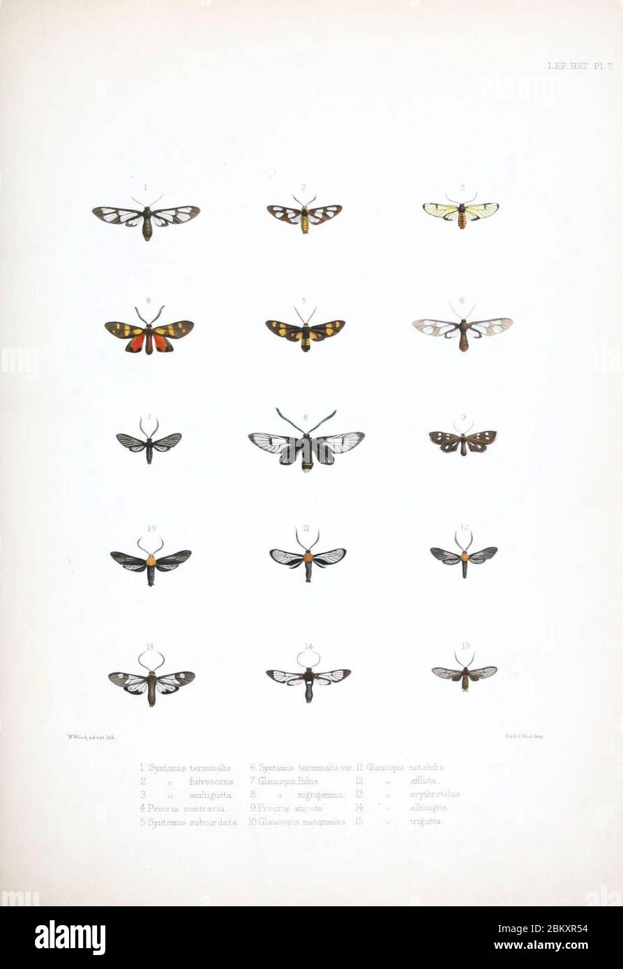 Illustrations of typical specimens of Lepidoptera Heterocera Stock ...
