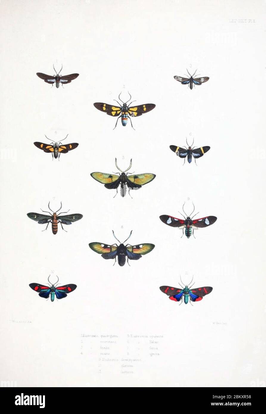 Illustrations typical specimens lepidoptera heterocera hi-res stock ...