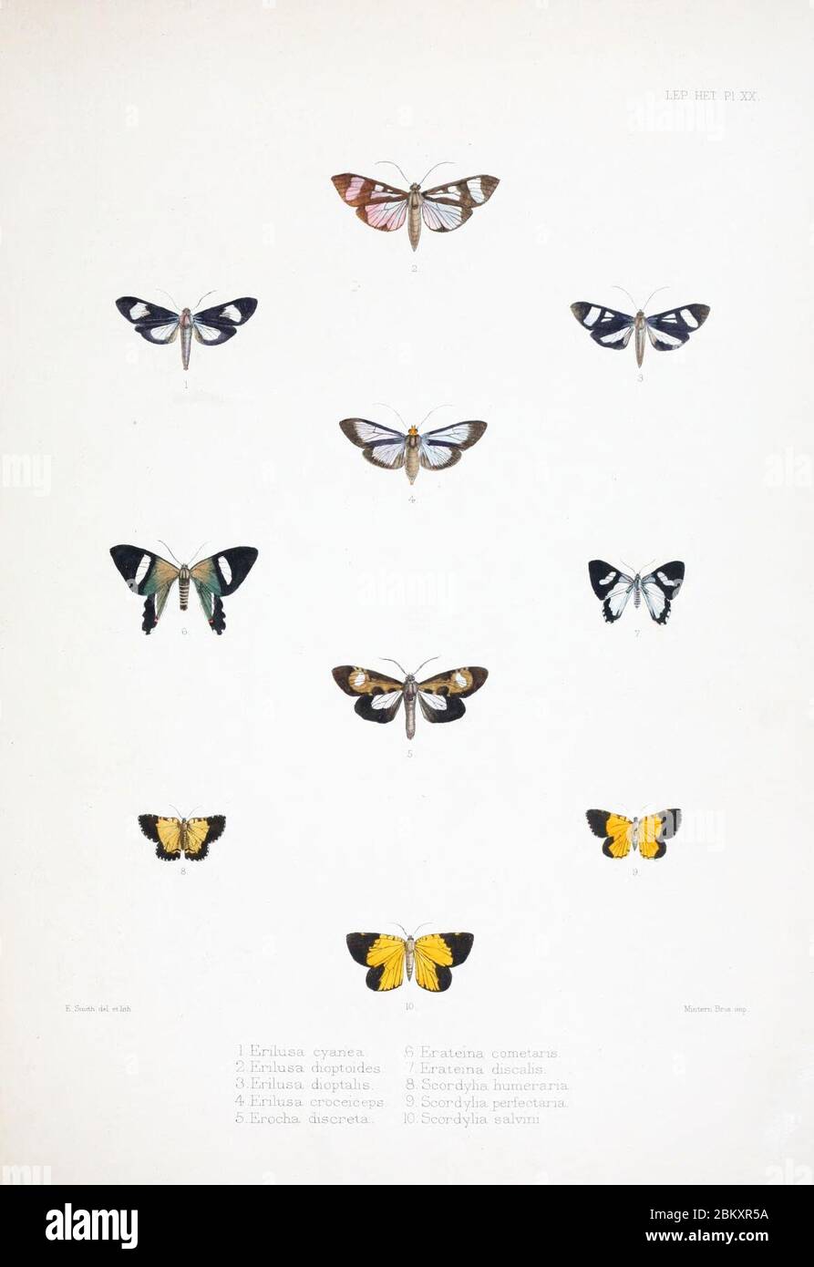 Illustrations typical specimens lepidoptera heterocera hi-res stock ...