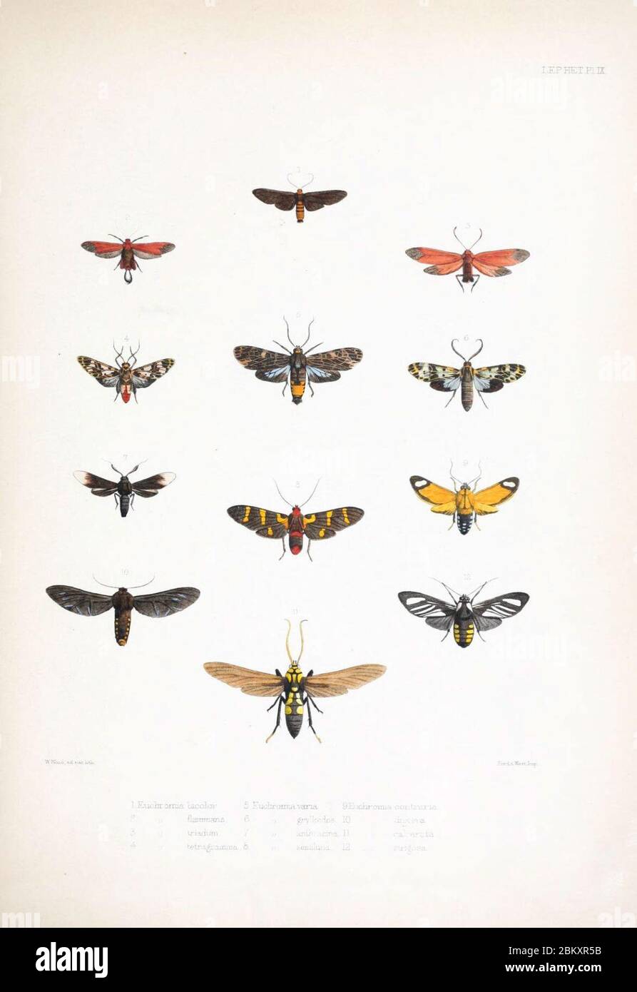 Illustrations of typical specimens of Lepidoptera Heterocera Stock ...