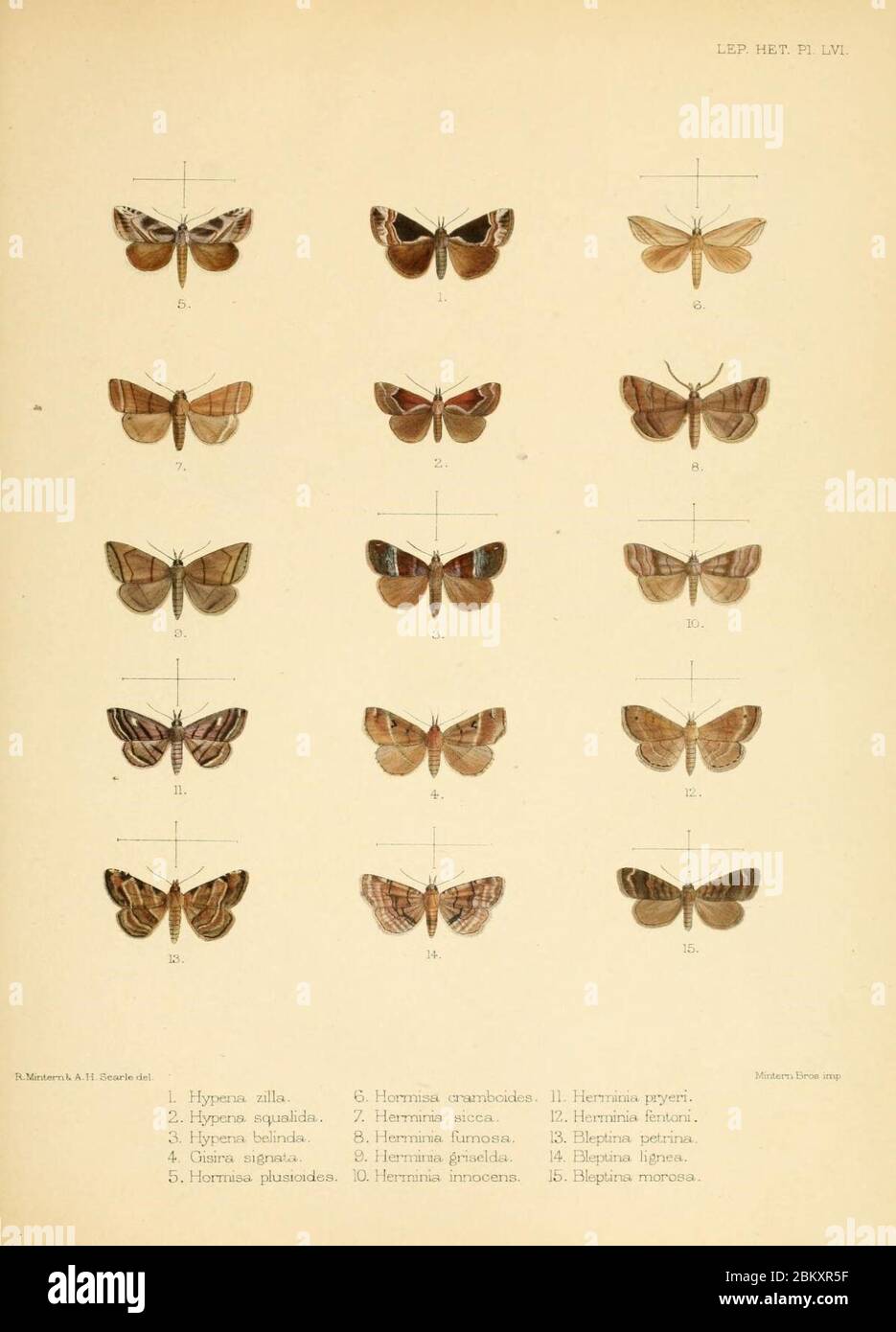 Illustrations of typical specimens of Lepidoptera Heterocera Stock ...