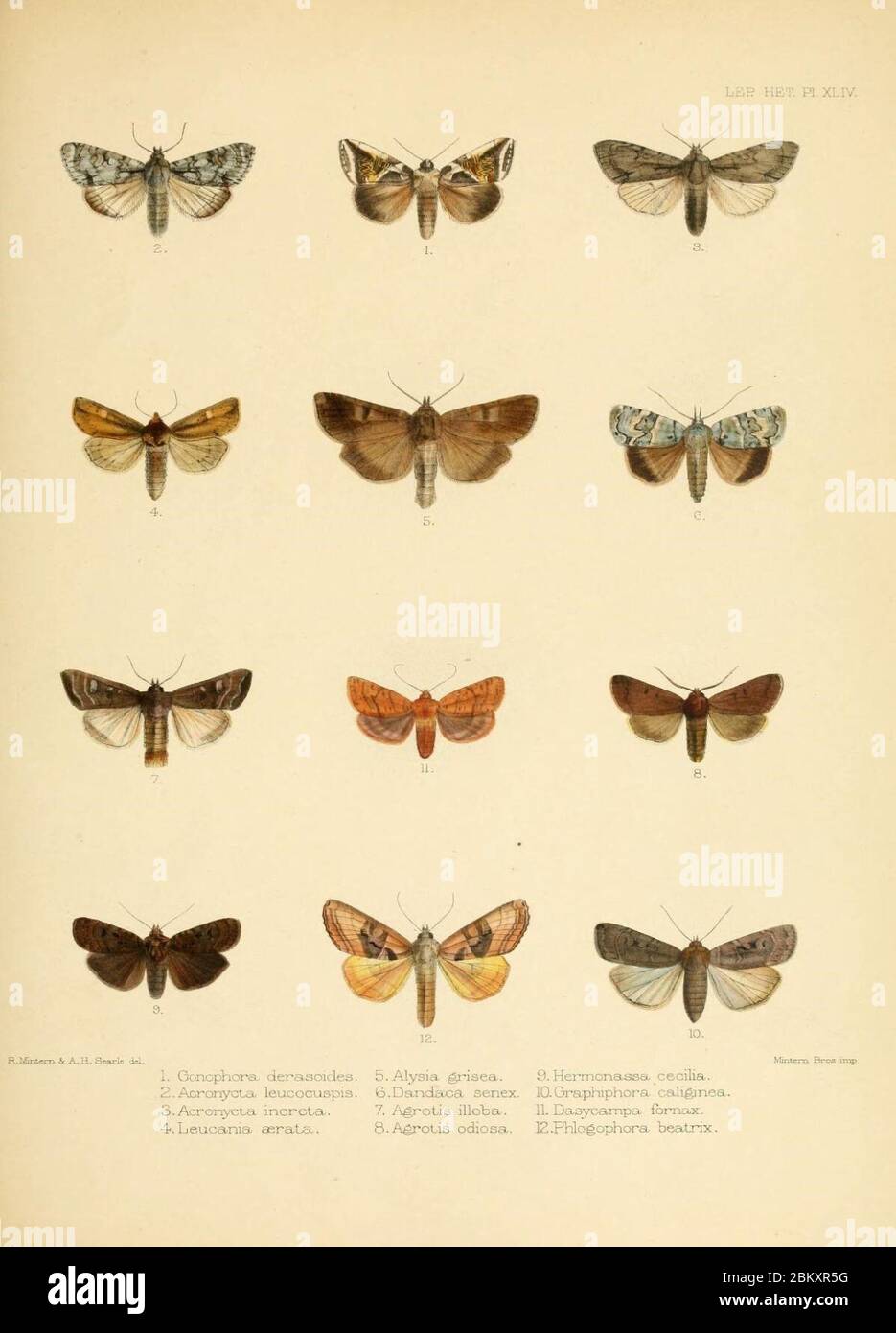 Illustrations of typical specimens of Lepidoptera Heterocera Stock ...
