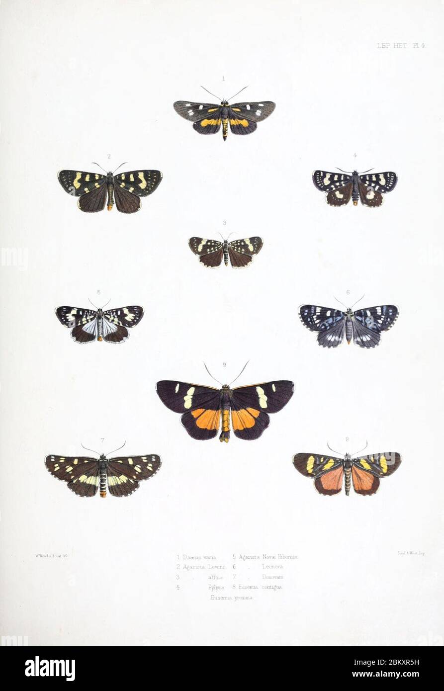 Illustrations of typical specimens of Lepidoptera Heterocera Stock ...
