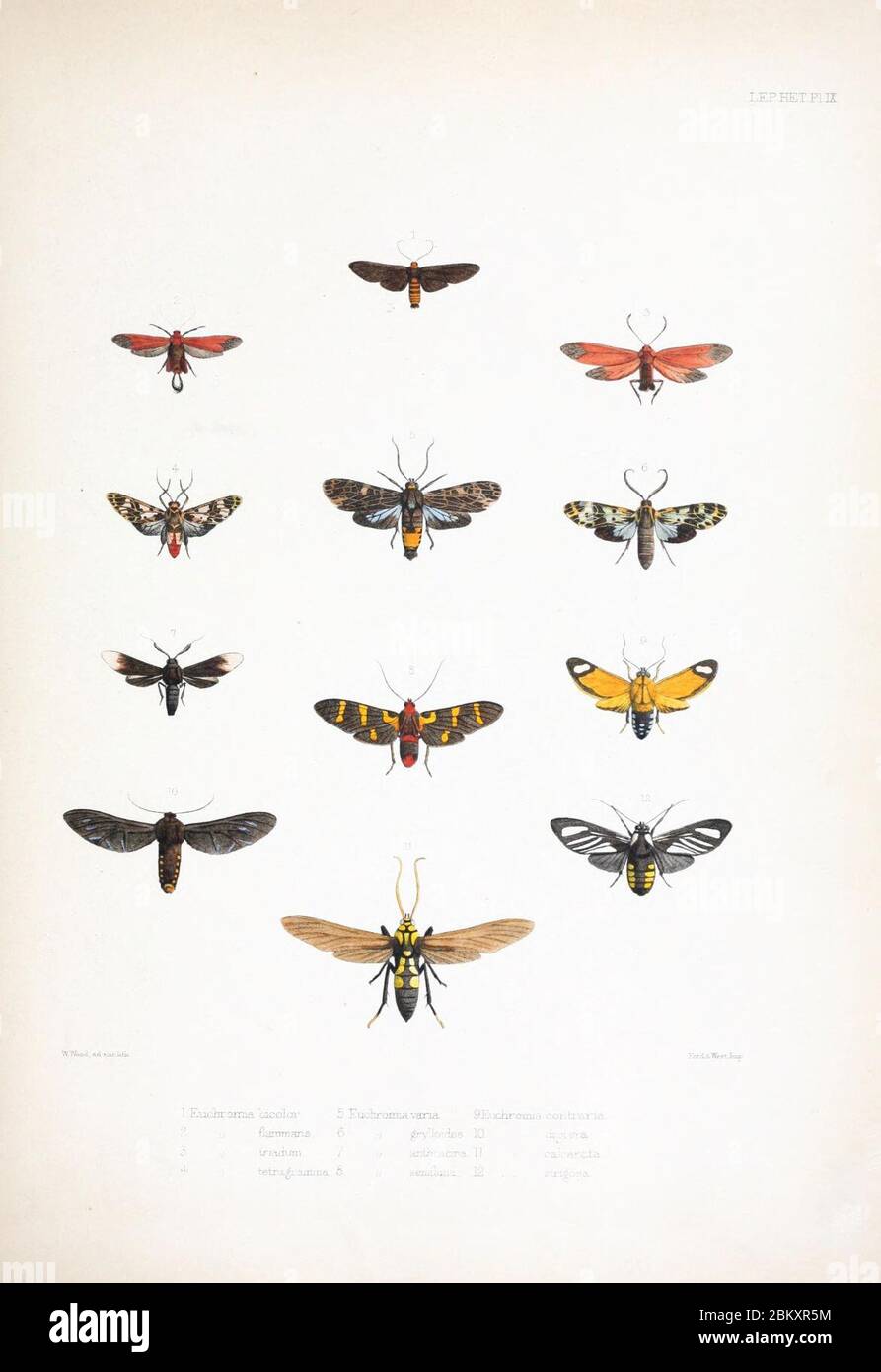 Illustrations of typical specimens of Lepidoptera Heterocera Stock ...