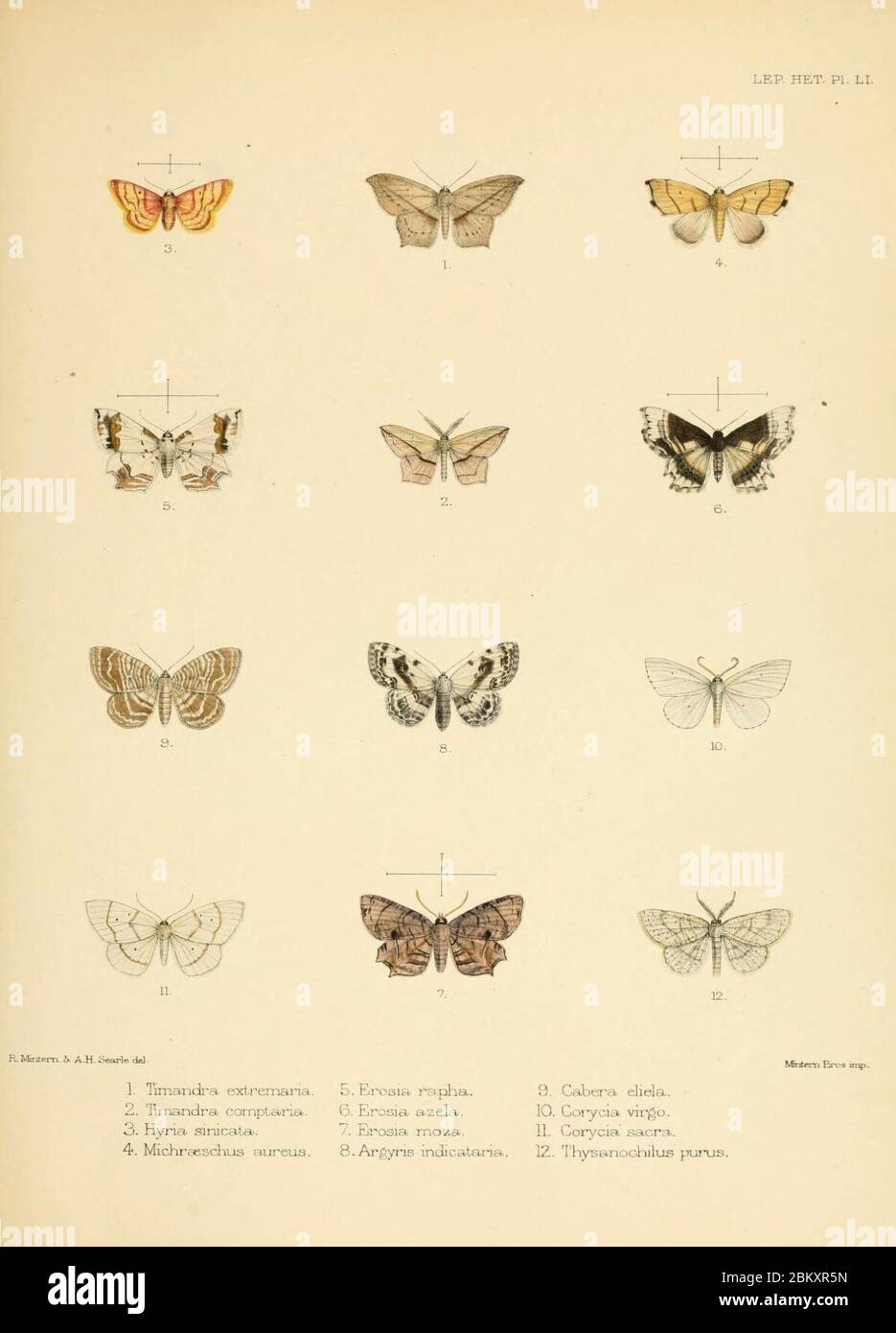 Illustrations of typical specimens of Lepidoptera Heterocera Stock ...