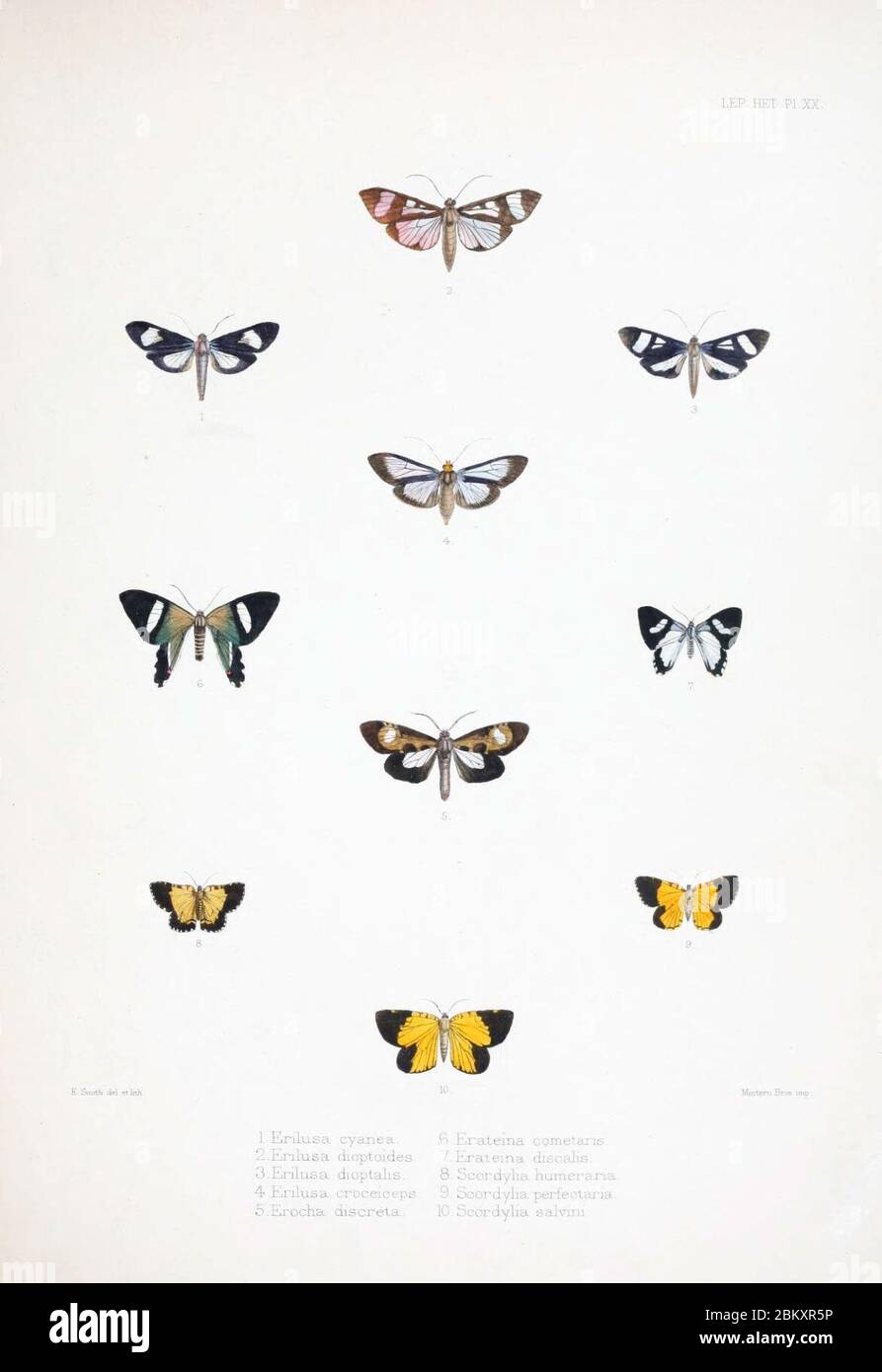 Illustrations of typical specimens of Lepidoptera Heterocera Stock ...