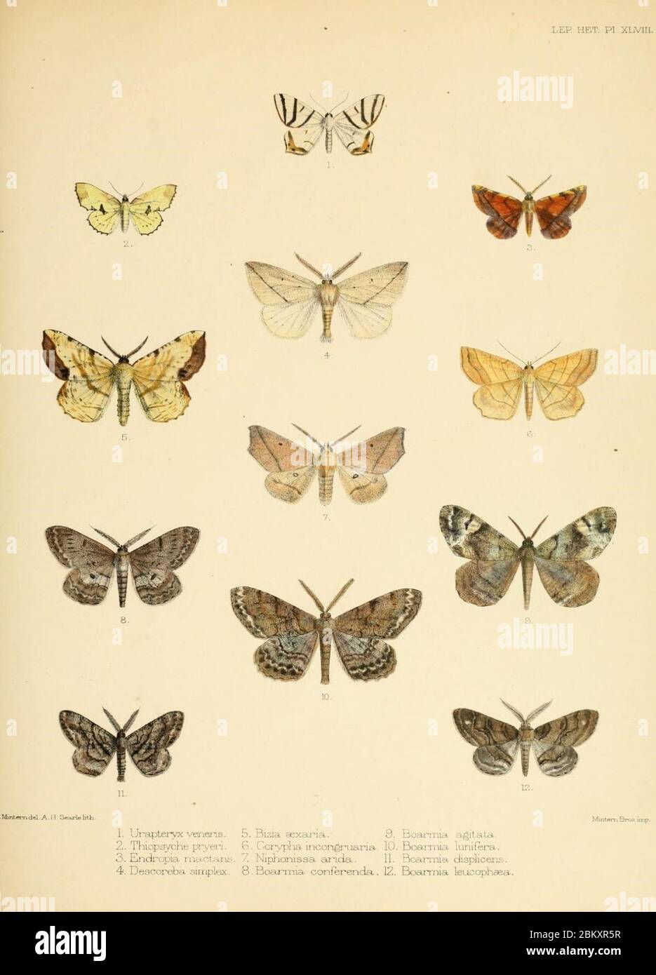 Illustrations of typical specimens of Lepidoptera Heterocera Stock ...