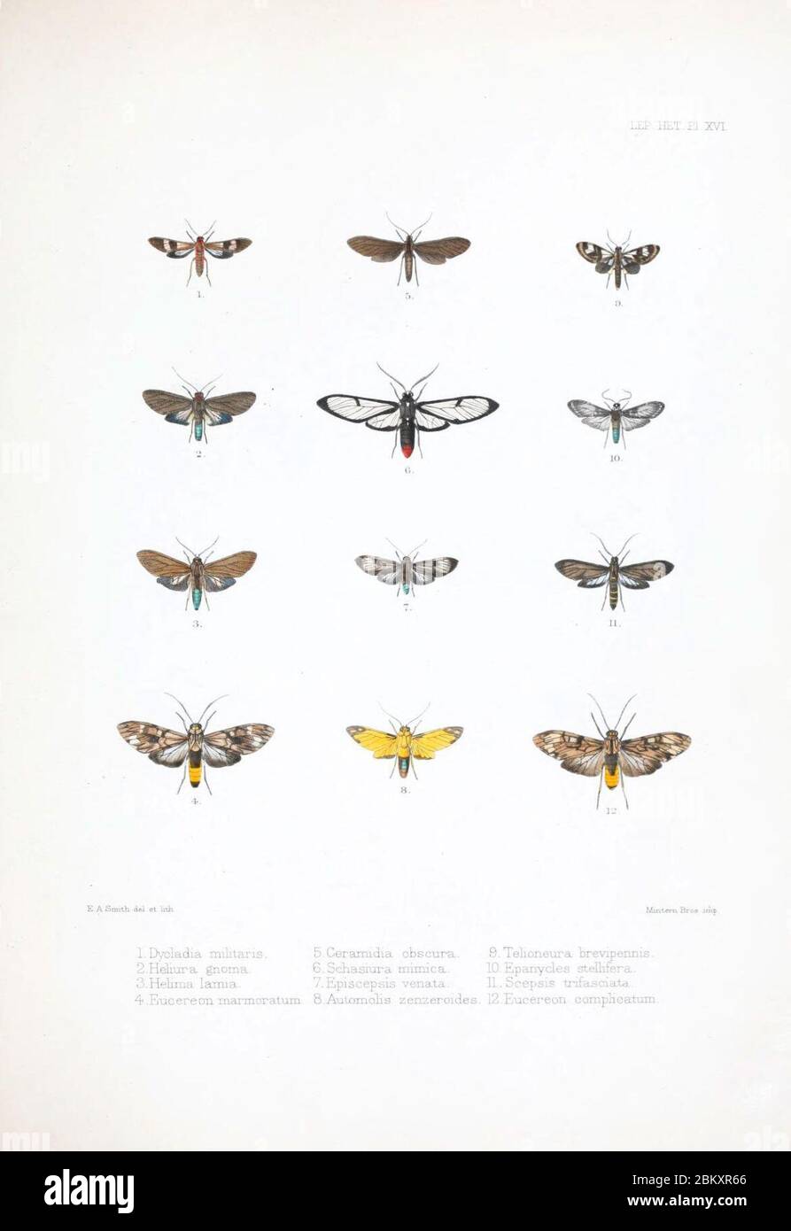 Illustrations of typical specimens of Lepidoptera Heterocera Stock ...