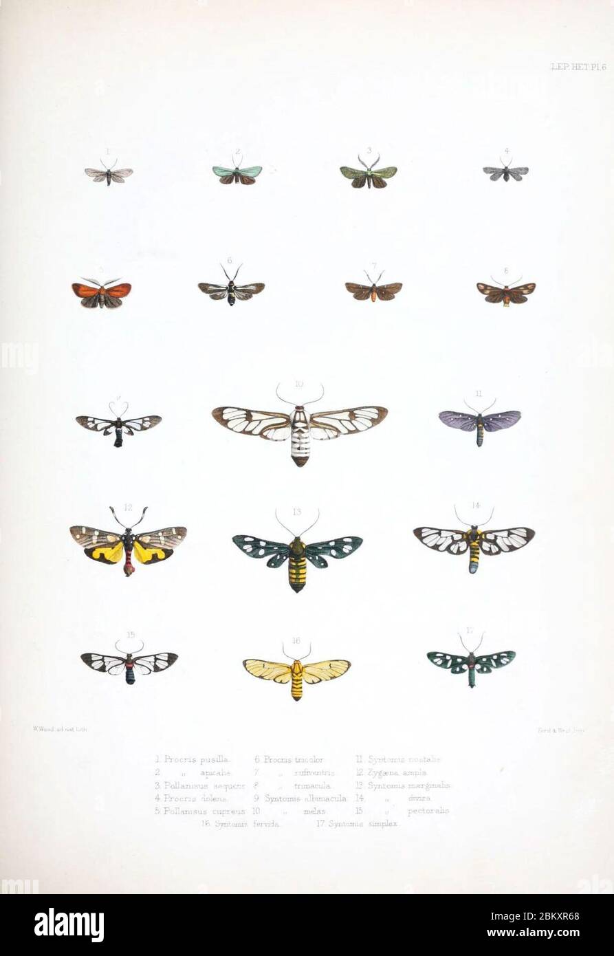 Illustrations of typical specimens of Lepidoptera Heterocera Stock ...