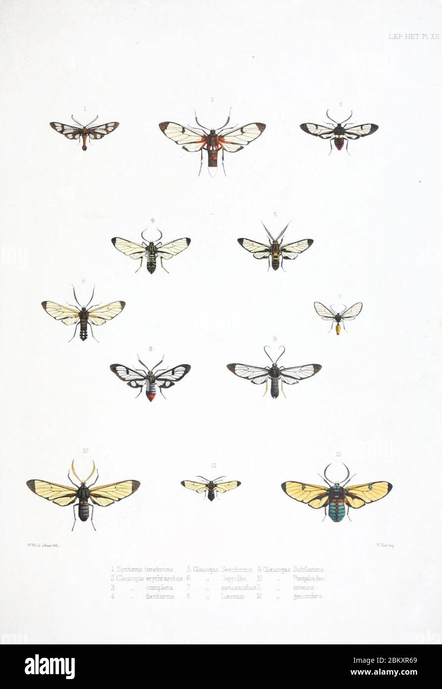 Illustrations of typical specimens of Lepidoptera Heterocera Stock ...