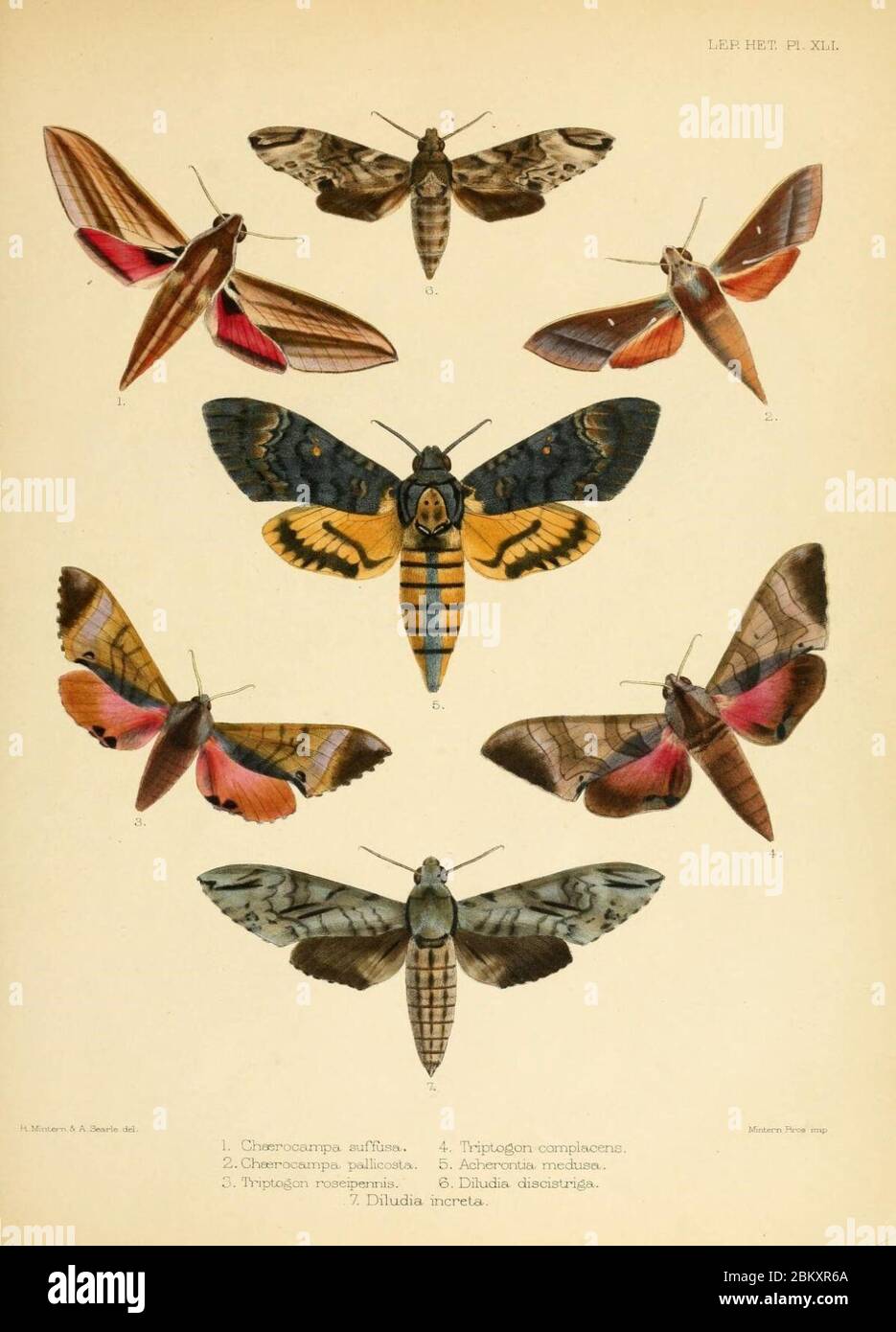 Illustrations typical specimens lepidoptera heterocera hi-res stock ...
