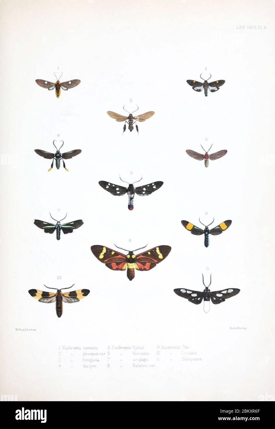 Illustrations of typical specimens of Lepidoptera Heterocera Stock ...