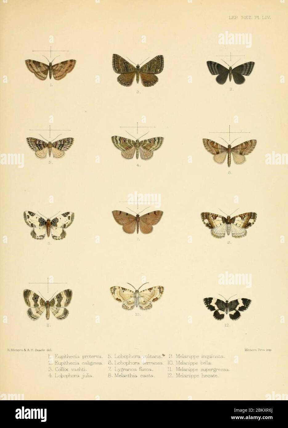 Illustrations of typical specimens of Lepidoptera Heterocera Stock ...