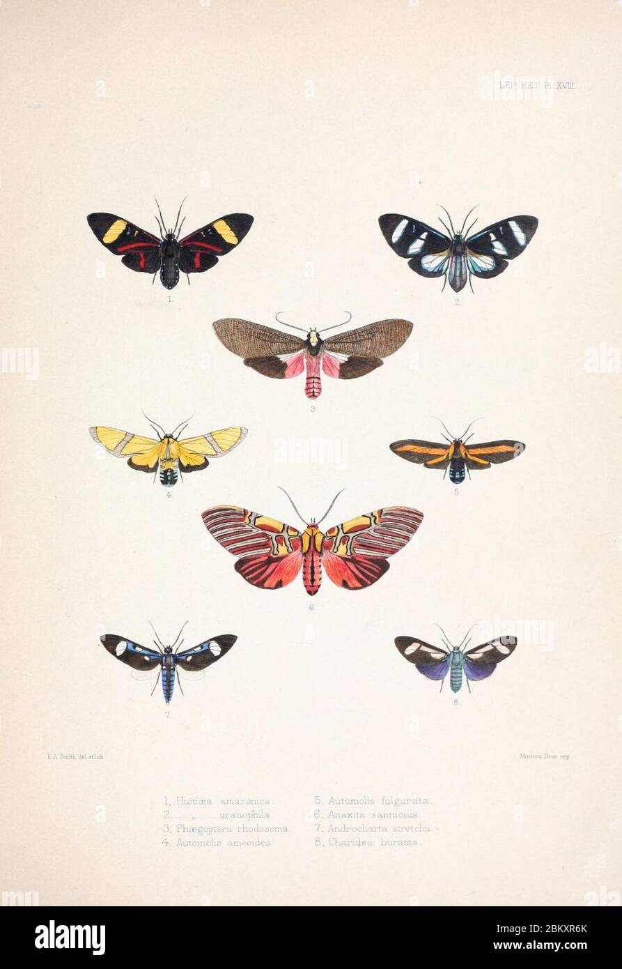 Illustrations of typical specimens of Lepidoptera Heterocera Stock ...