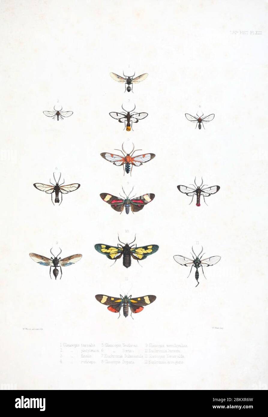 Illustrations of typical specimens of Lepidoptera Heterocera Stock ...