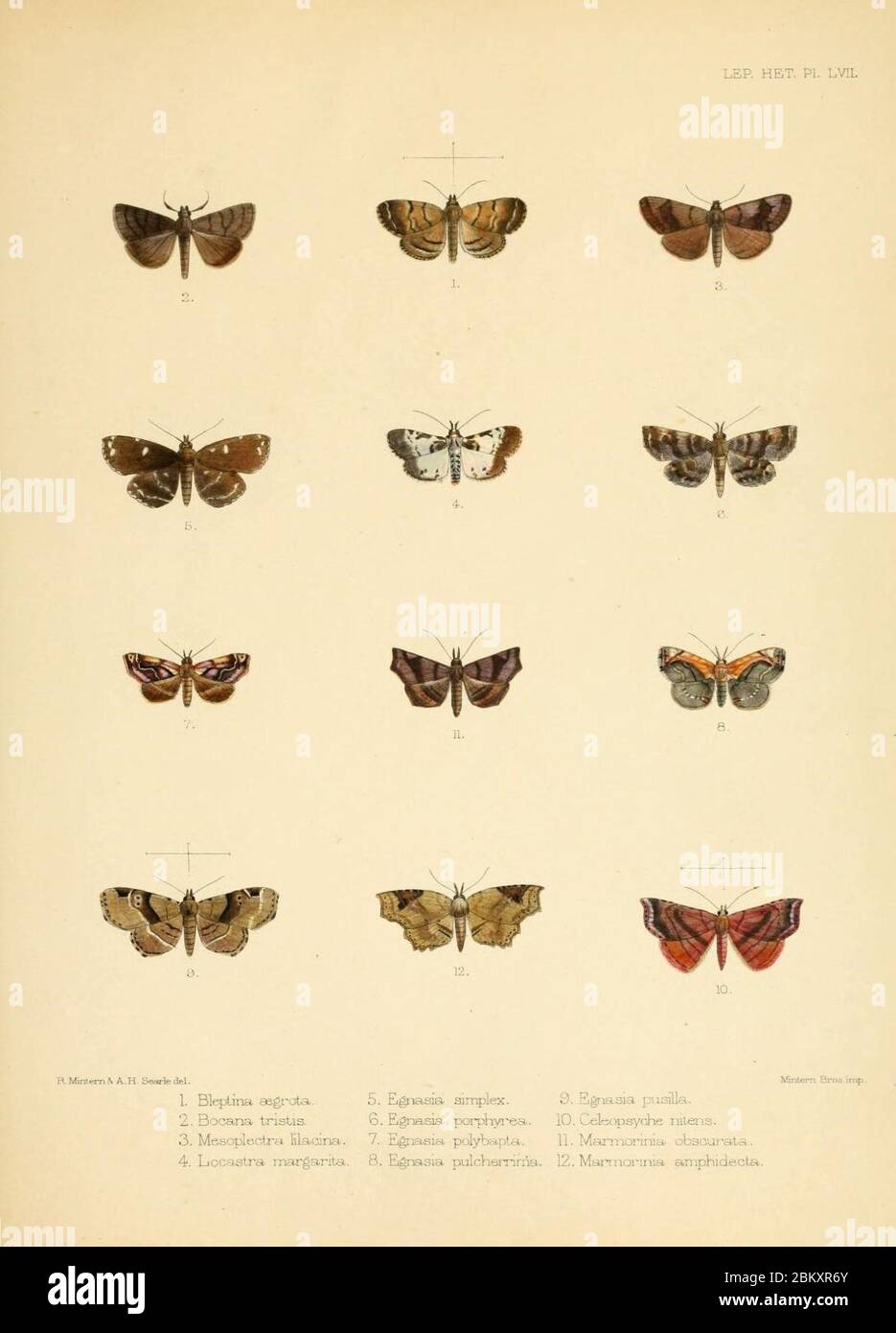 Illustrations of typical specimens of Lepidoptera Heterocera Stock ...