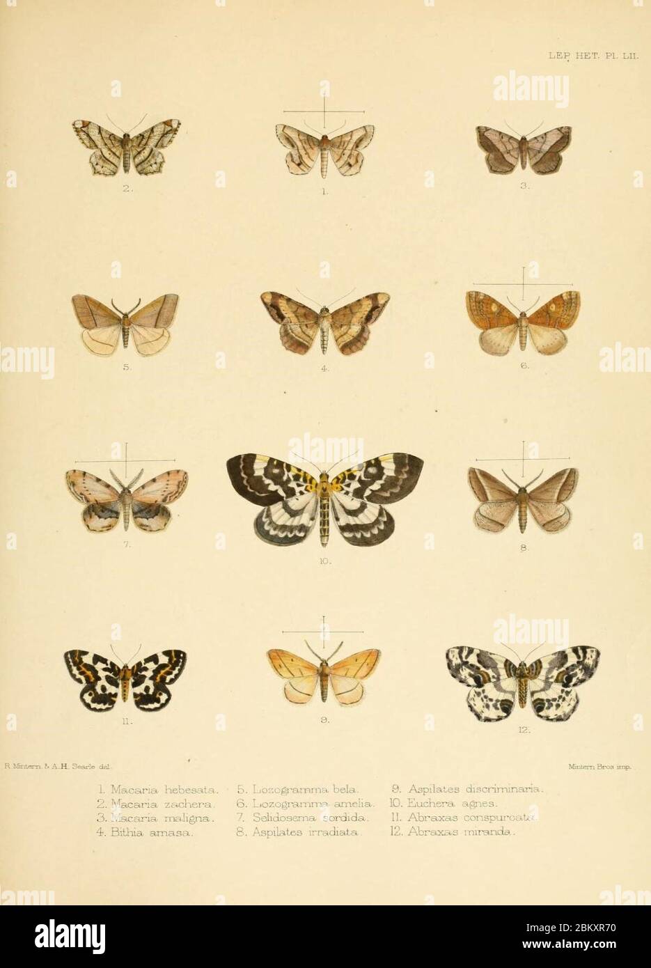 Illustrations typical specimens lepidoptera heterocera hi-res stock ...