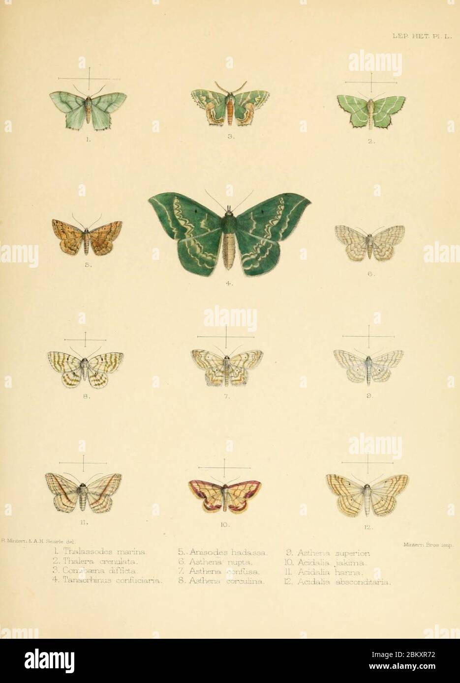Illustrations of typical specimens of Lepidoptera Heterocera Stock ...