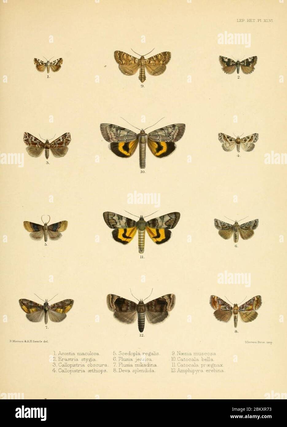 Illustrations of typical specimens of Lepidoptera Heterocera Stock ...