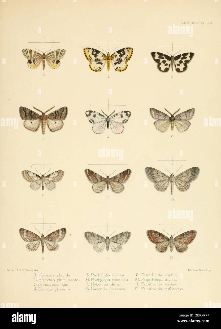 Illustrations of typical specimens of Lepidoptera Heterocera Stock ...