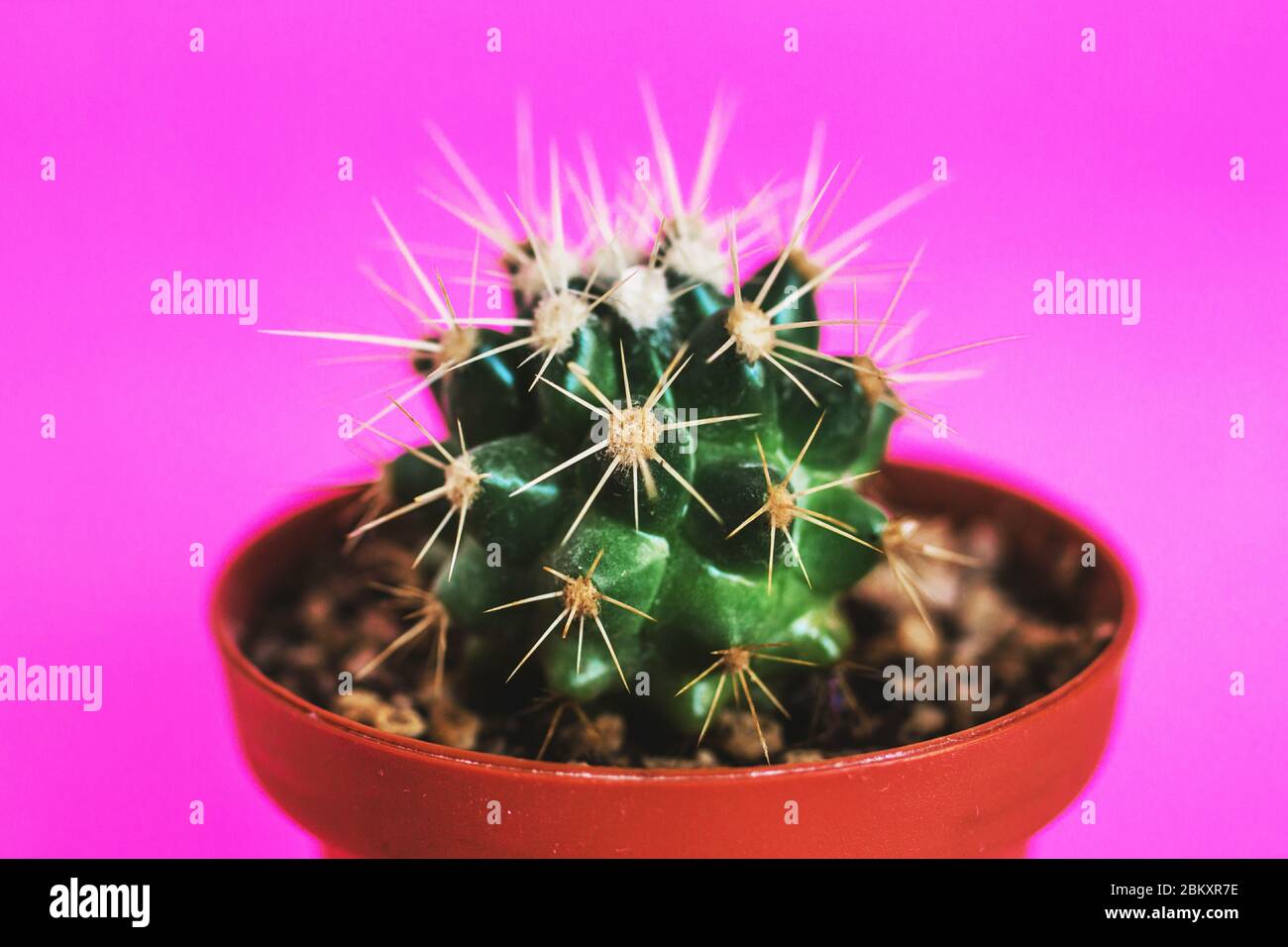 Mexican cactus in the pot, plant in Mexico mexican culture Stock Photo ...