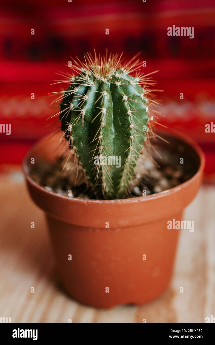 Mexican cactus in the pot, plant in Mexico mexican culture Stock Photo ...