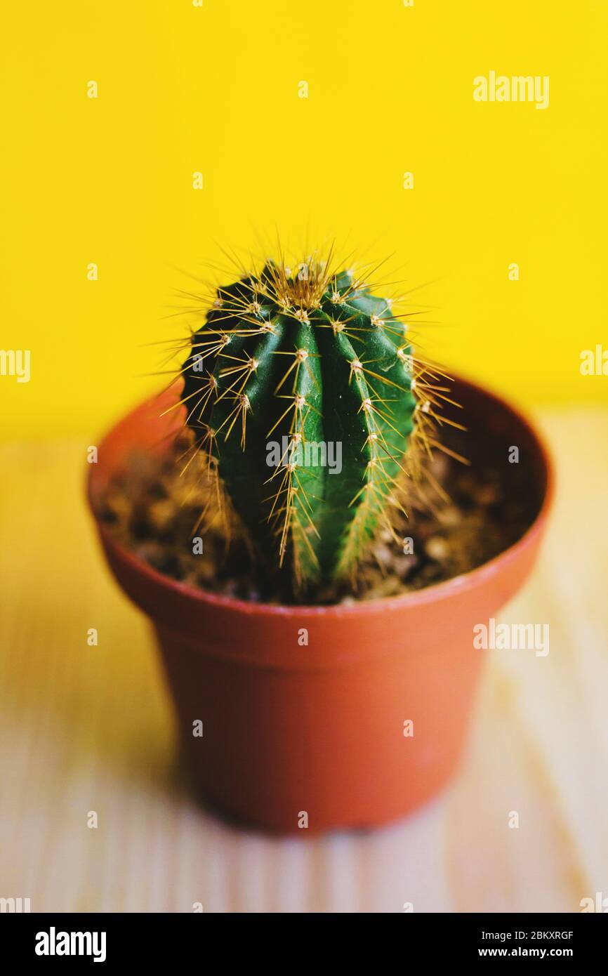 Mexican cactus in the pot, plant in Mexico mexican culture Stock Photo ...