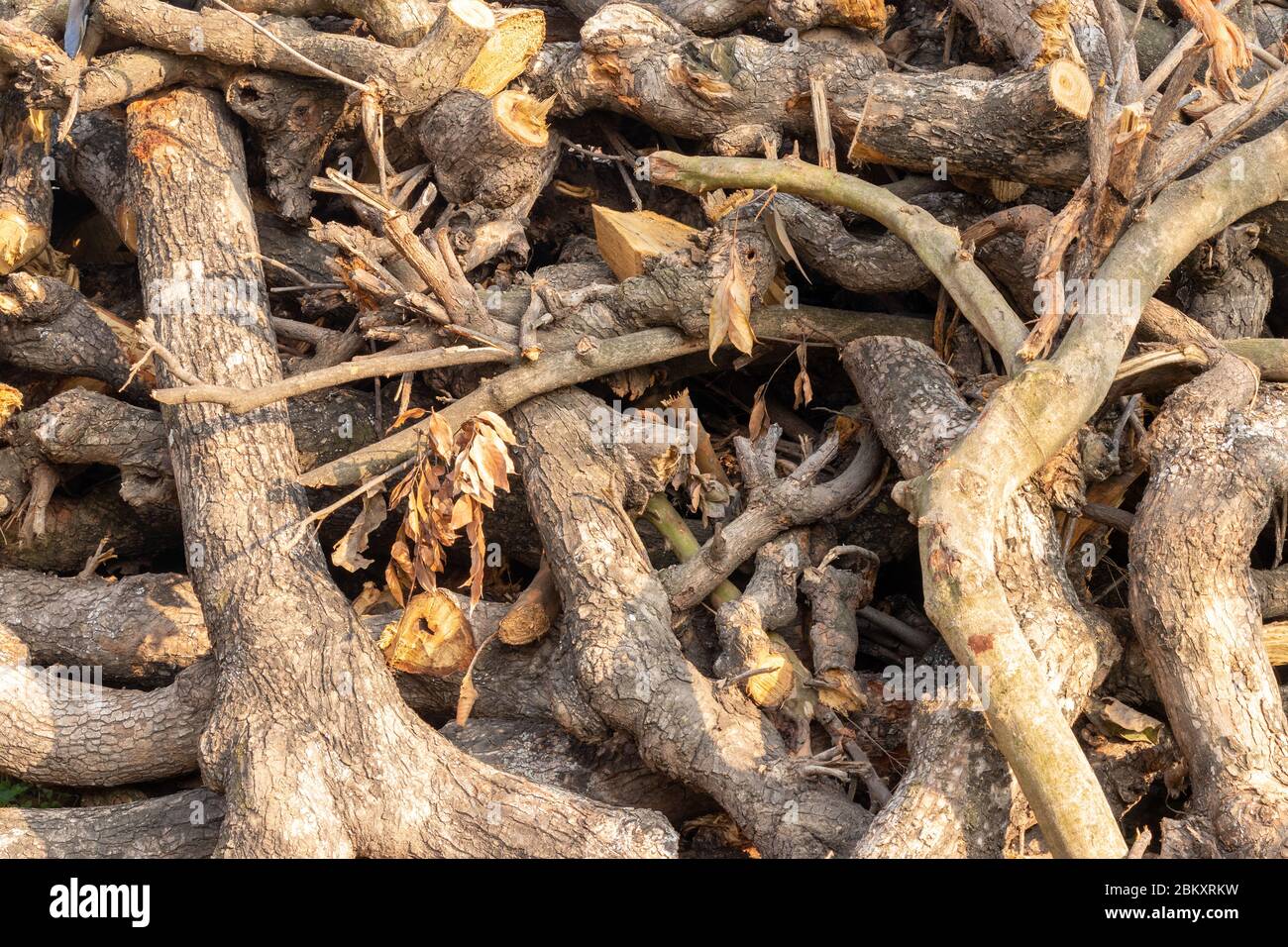 Chopped tree branches. Stacked firewood Stock Photo - Alamy