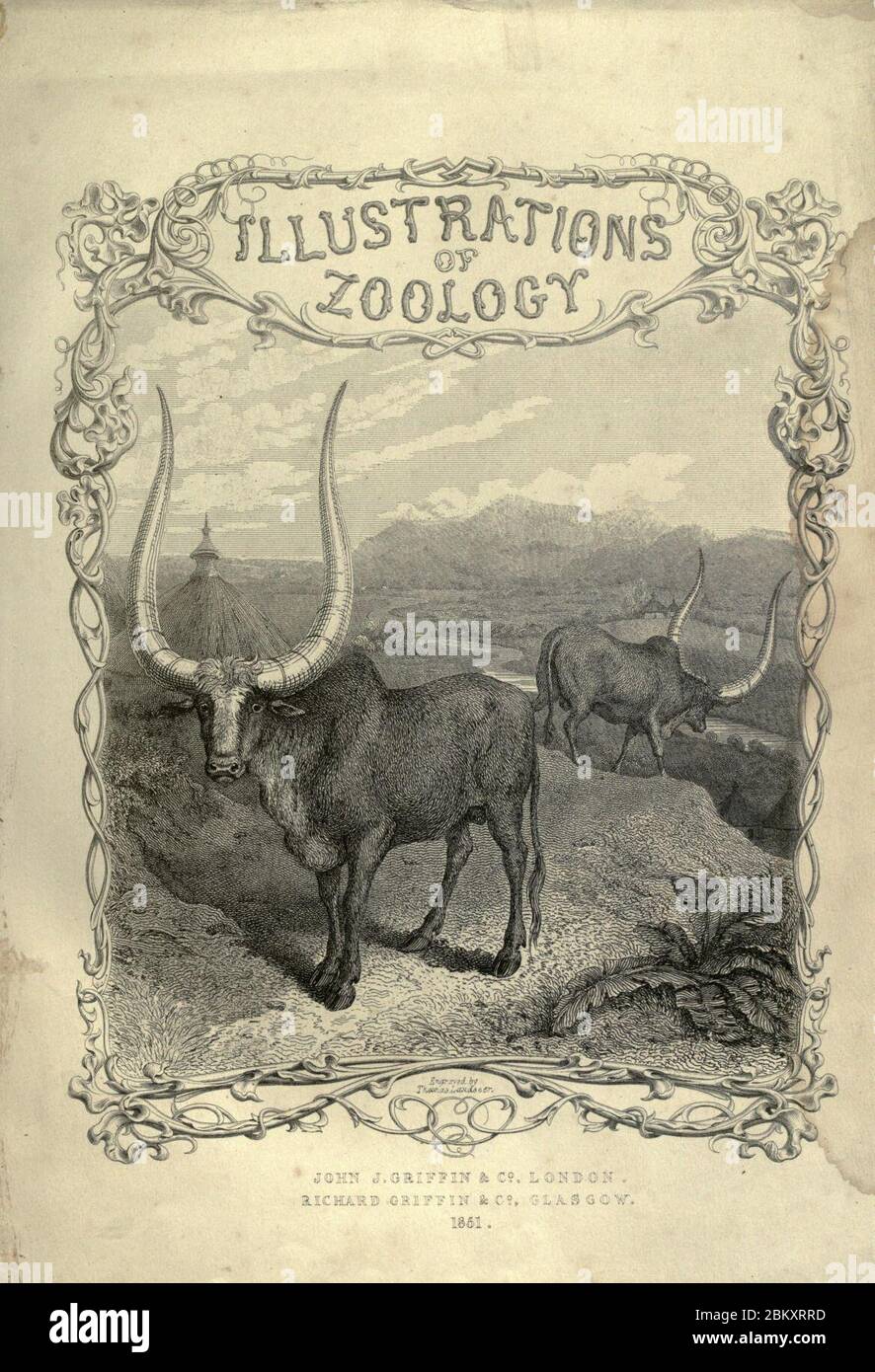 Illustrations of zoology Stock Photo - Alamy
