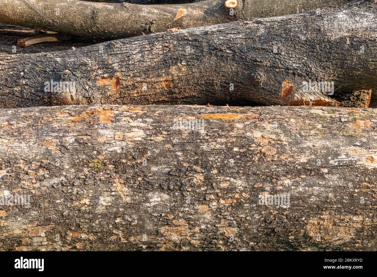 Tree trunk outer surface texture Stock Photo - Alamy