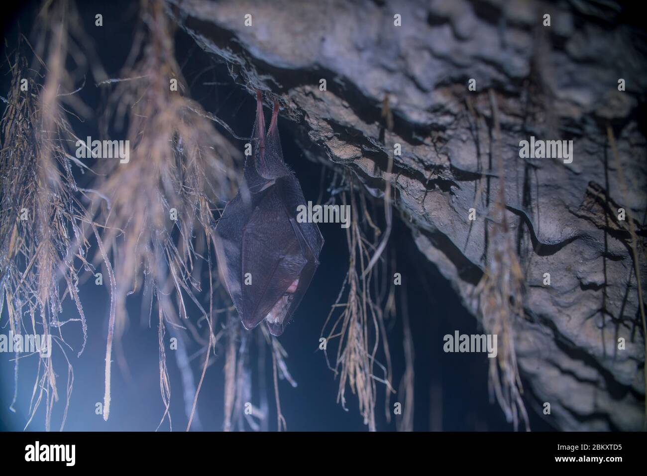 Close up small lesser horseshoe bat covered by wings, hanging upside ...