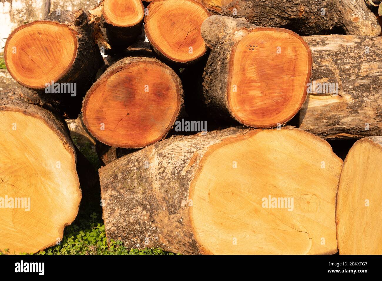 Shape of cut timber hi-res stock photography and images - Alamy